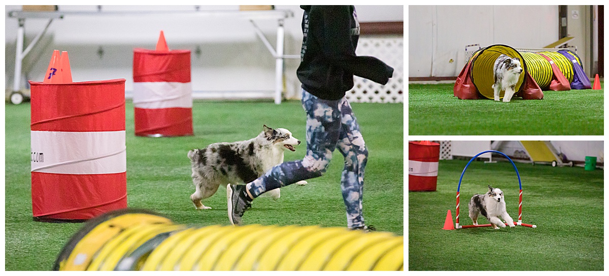 NADAC Trial | Dog Agility Photography | Quad City Dog Center - CTW ...